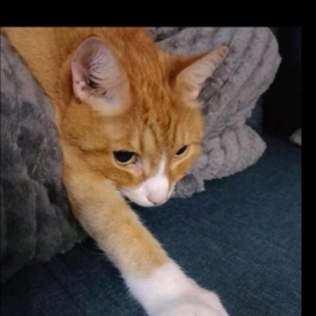 Иконка канала ☃️🎄✨🦊 Alice Fox 🦊✨🎄☃️