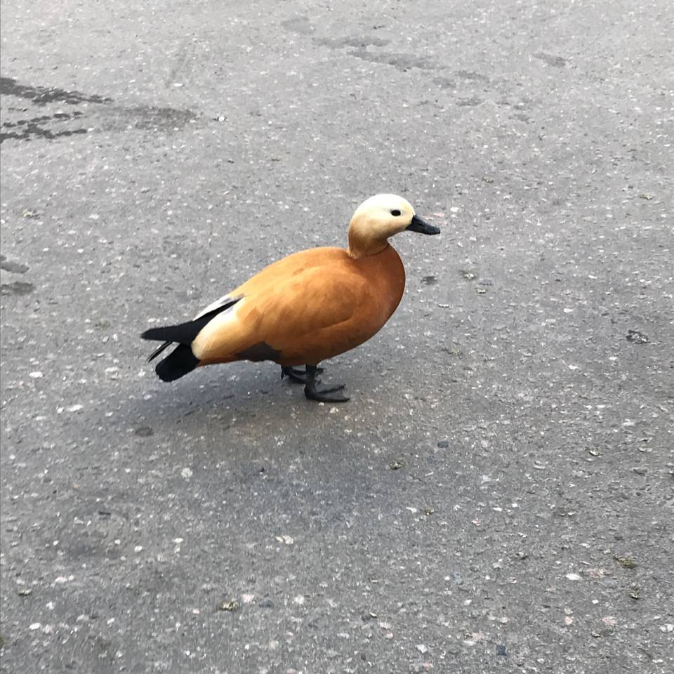 Иконка канала Синедрион