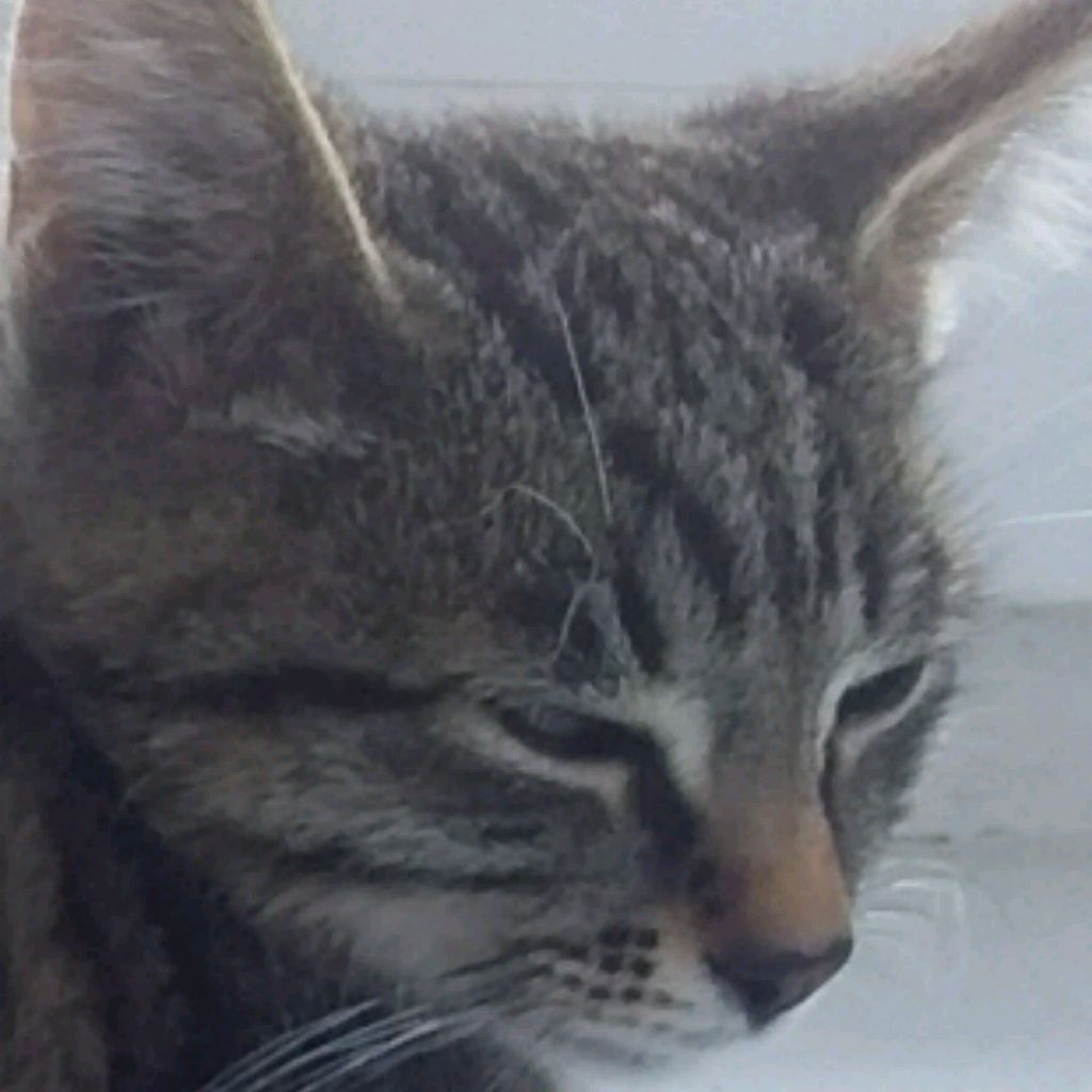 Иконка канала (~~~🐱Котик Соня🐱~~~)