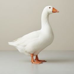 Иконка канала Дачный драйв