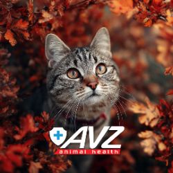 Иконка канала AVZ