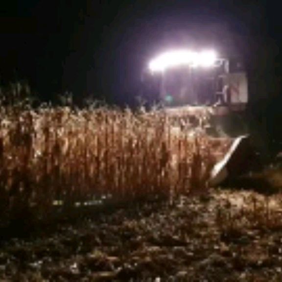 Иконка канала Fox Selmash