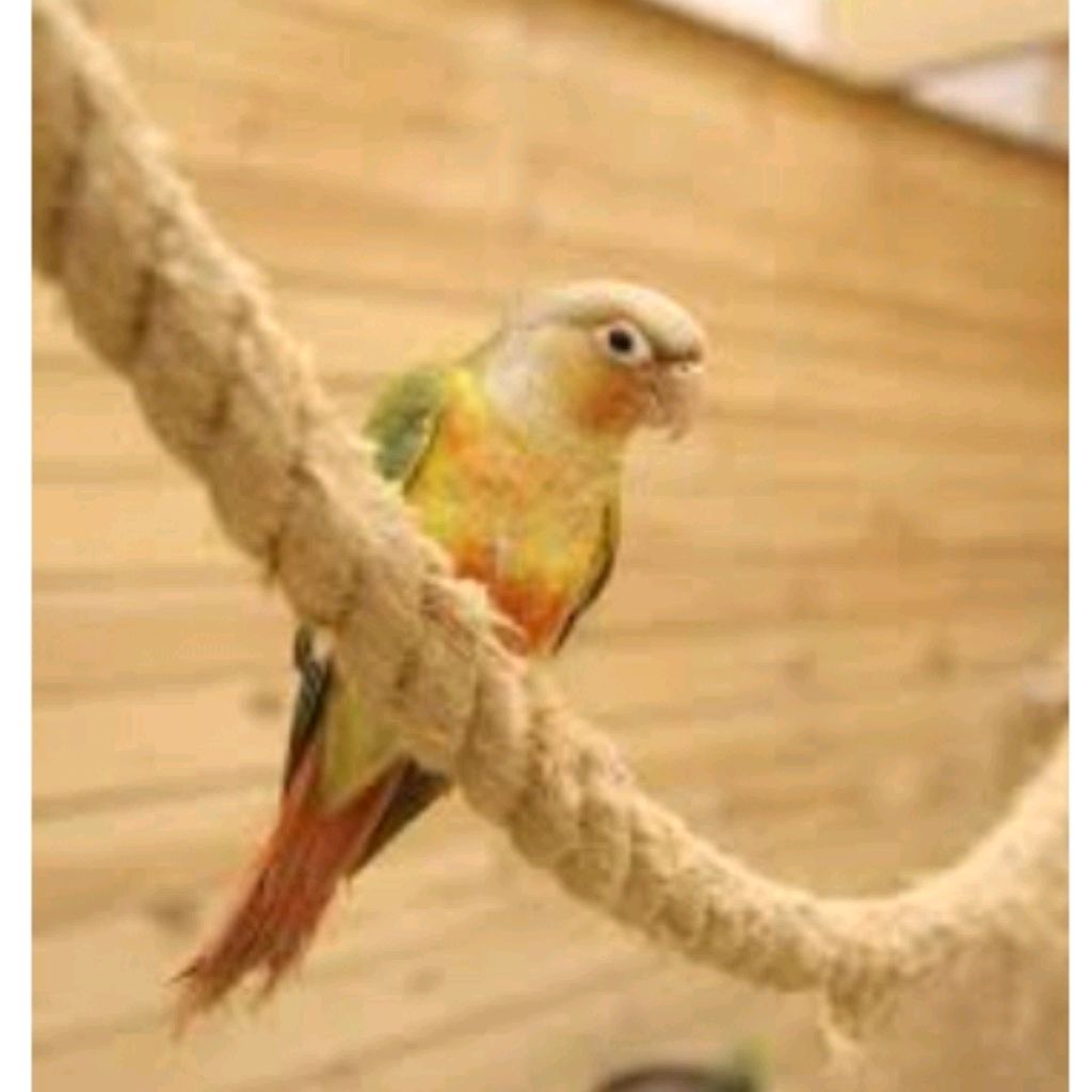 Иконка канала Varia and parrots