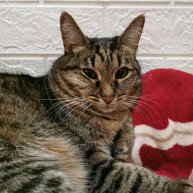 Иконка канала Интересные питомцы