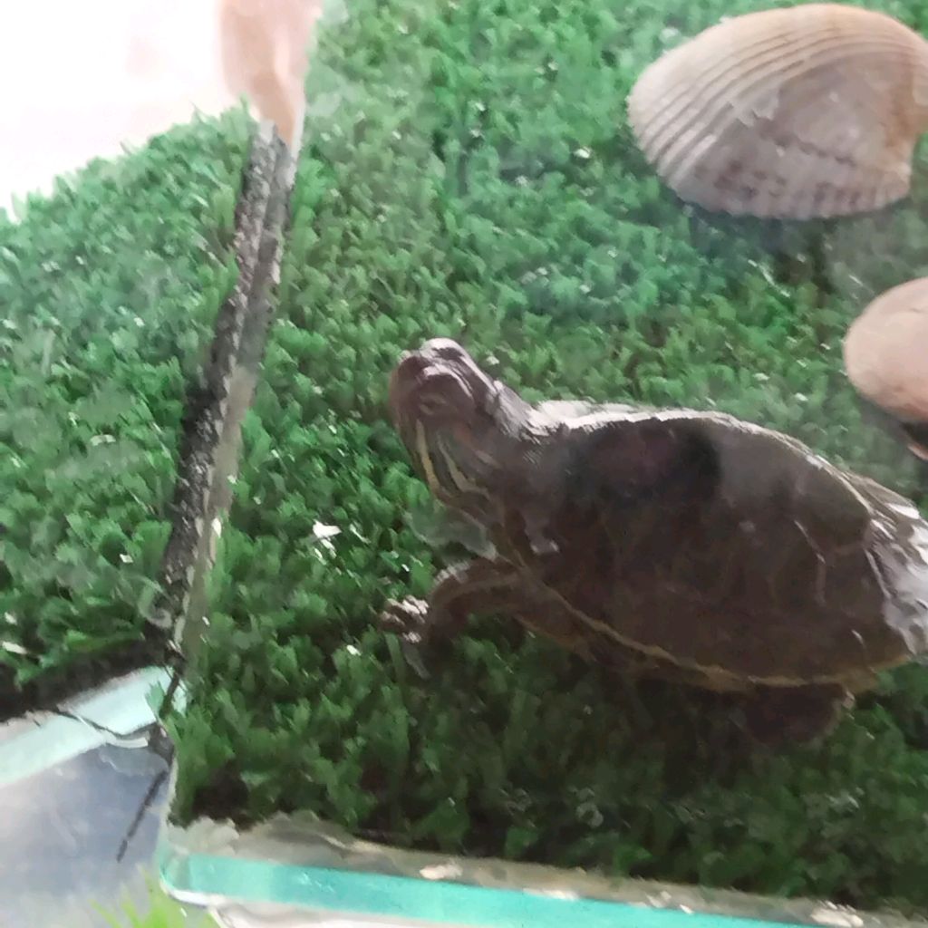 Иконка канала Форакин