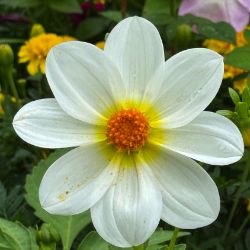 Иконка канала Дача: отдых и творчество