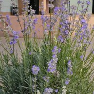 Иконка канала Lavandoviya