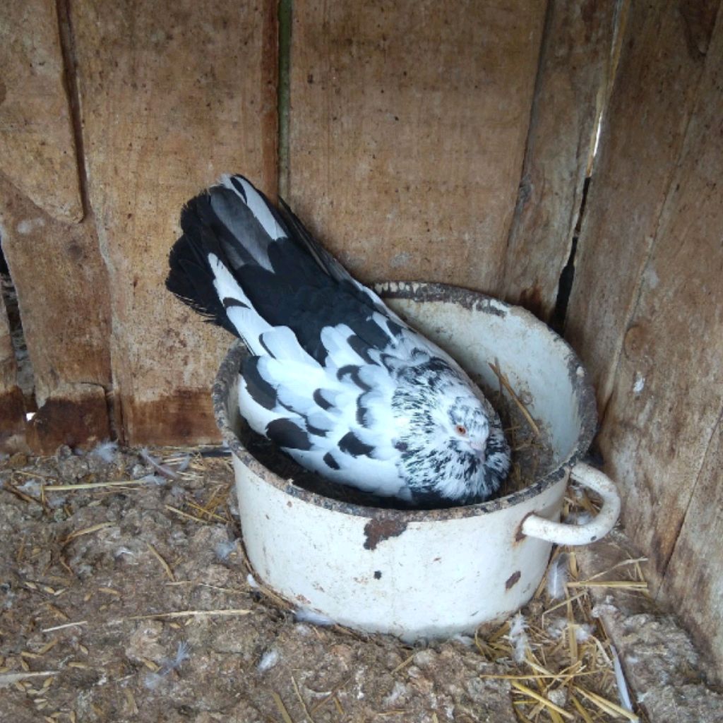 Иконка канала Донецкие голуби Валеры Шибко