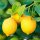 Иконка канала | 🍋 ɪ'ᴍ ʟᴇᴍᴏɴ ! 💣 | . . .