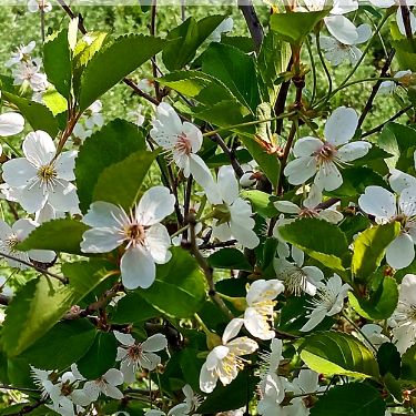 Иконка канала Инна Сирин