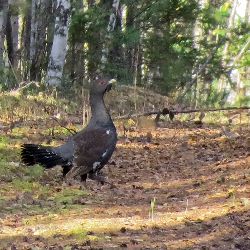 Иконка канала Александр Сибирь
