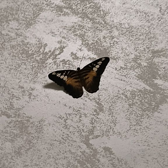 Иконка канала Ирис кис-кис