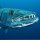 Иконка канала Barracuda