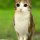 Иконка канала Meowl :3