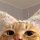 Иконка канала Mr.CAT