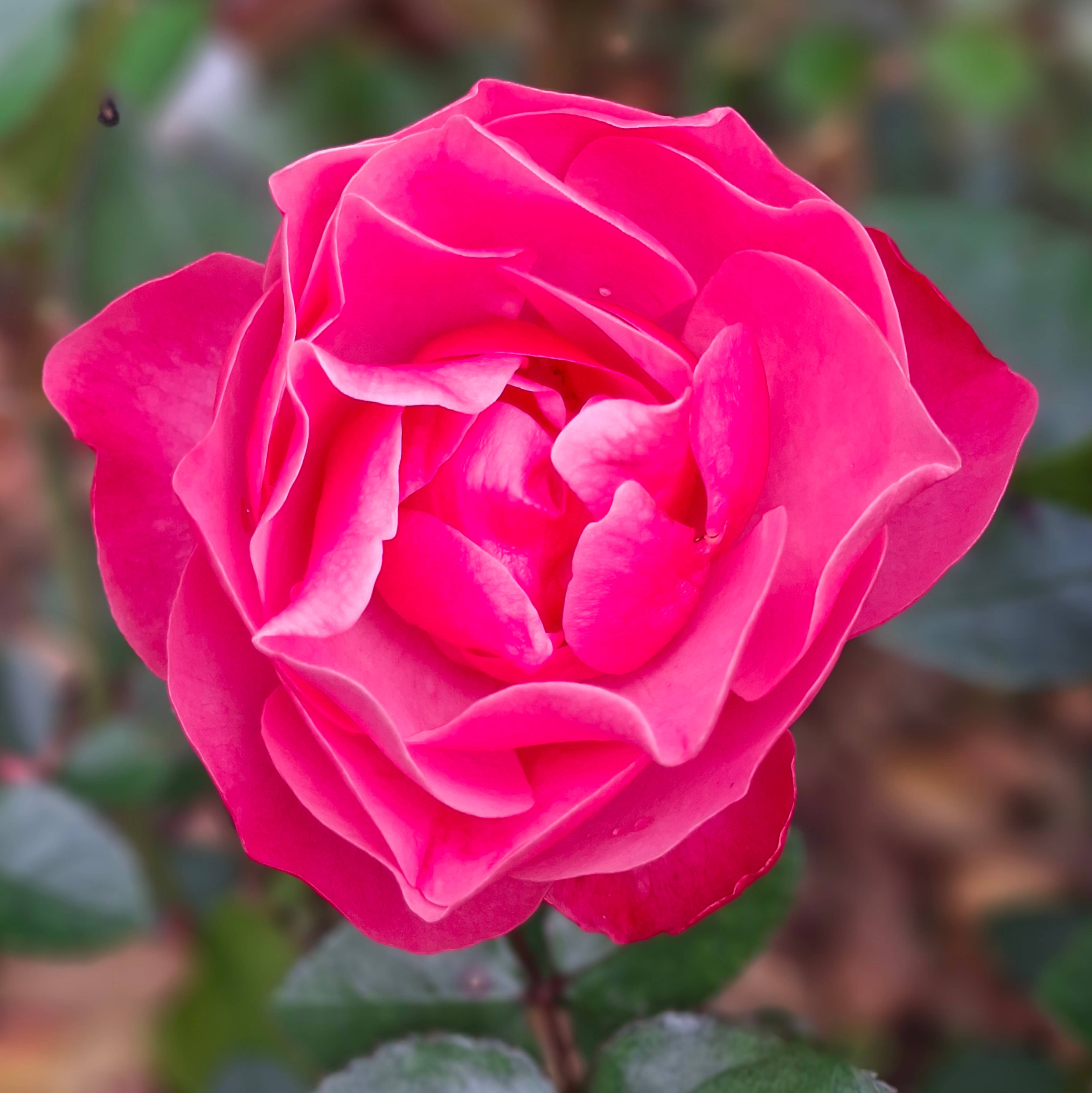 Иконка канала Оленькин цветочек ✨️ 🌸
