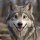 Иконка канала Grey wolf