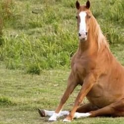 Иконка канала das Pferd