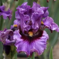 Иконка канала Лариса Драчук - мои ирисы! 🌺🌺🌺