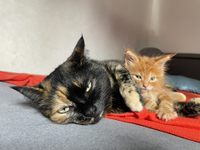 Иконка канала LyusyaTisha