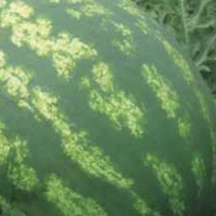 Иконка канала Watermelon61