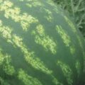 Иконка канала Watermelon61