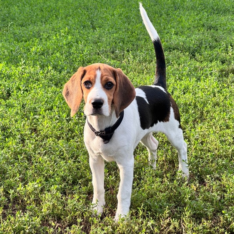 Иконка канала Бигль Сима