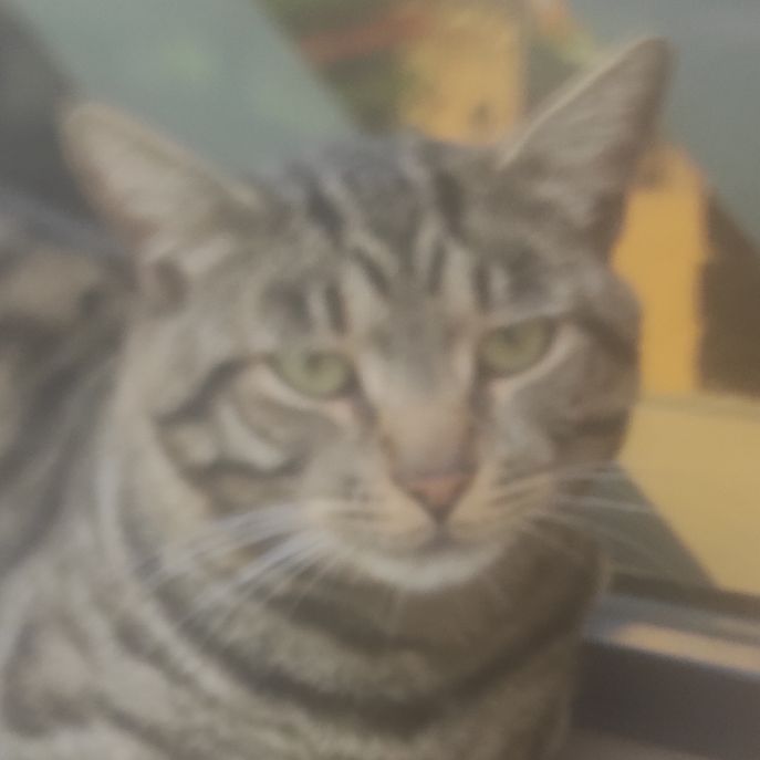 Иконка канала Котя на пофигизме