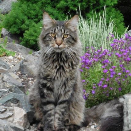 Иконка канала Сад декоративных растений