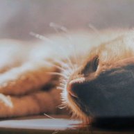 Иконка канала Котик