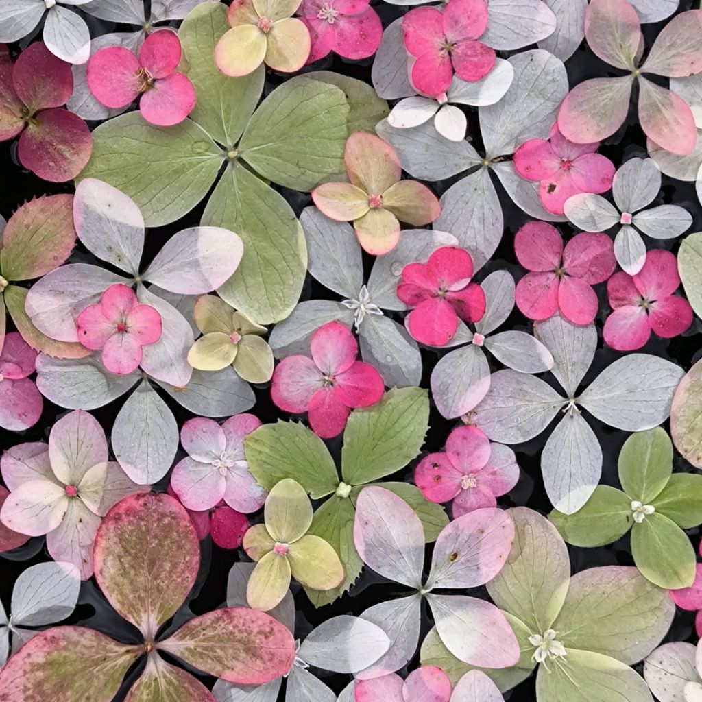 Иконка канала MaryLand