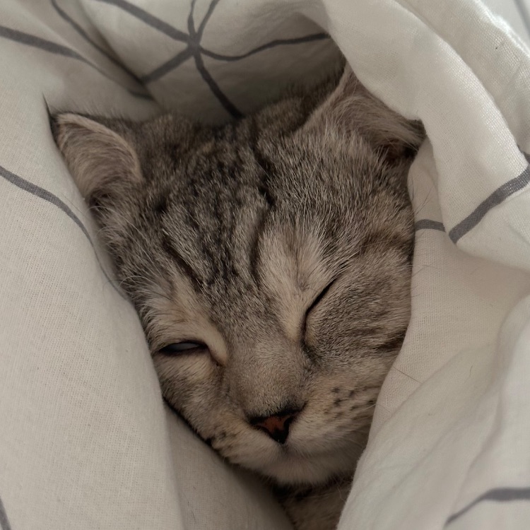 Иконка канала dashka