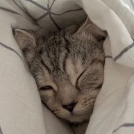 Иконка канала dashka