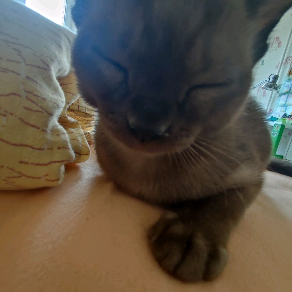 Иконка канала Gleb_Cat