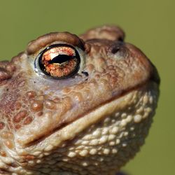 Иконка канала ЖАМБОН