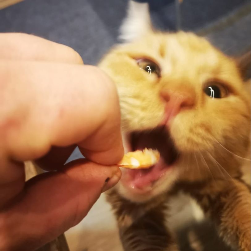 Иконка канала DANIDZE Play