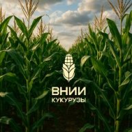 Иконка канала VNIIkukuruzy
