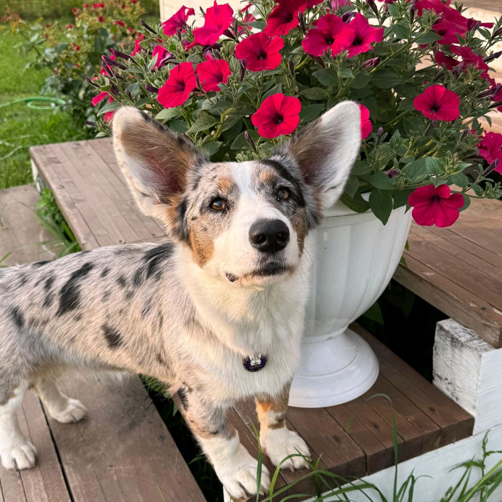 Иконка канала Бетти Коржик