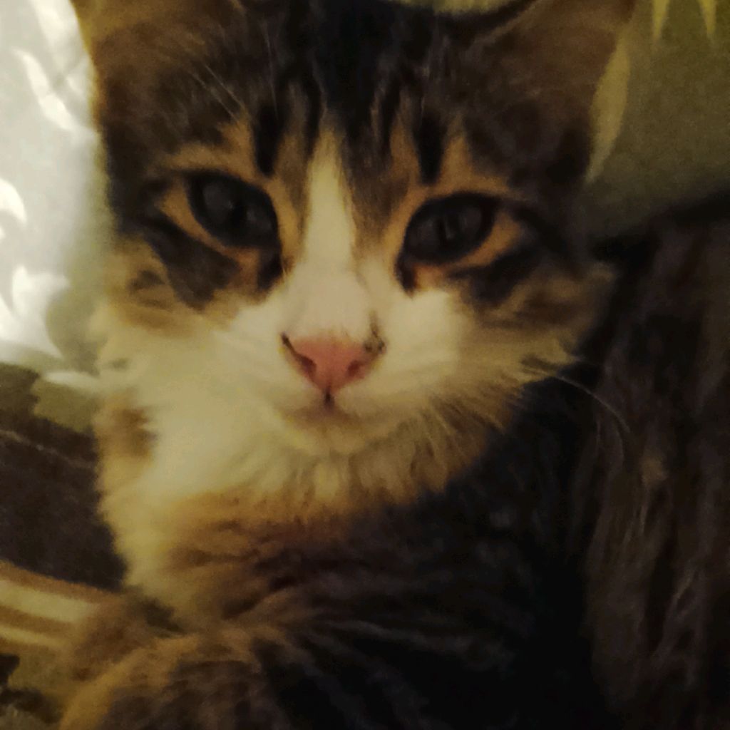 Иконка канала Академия Ники