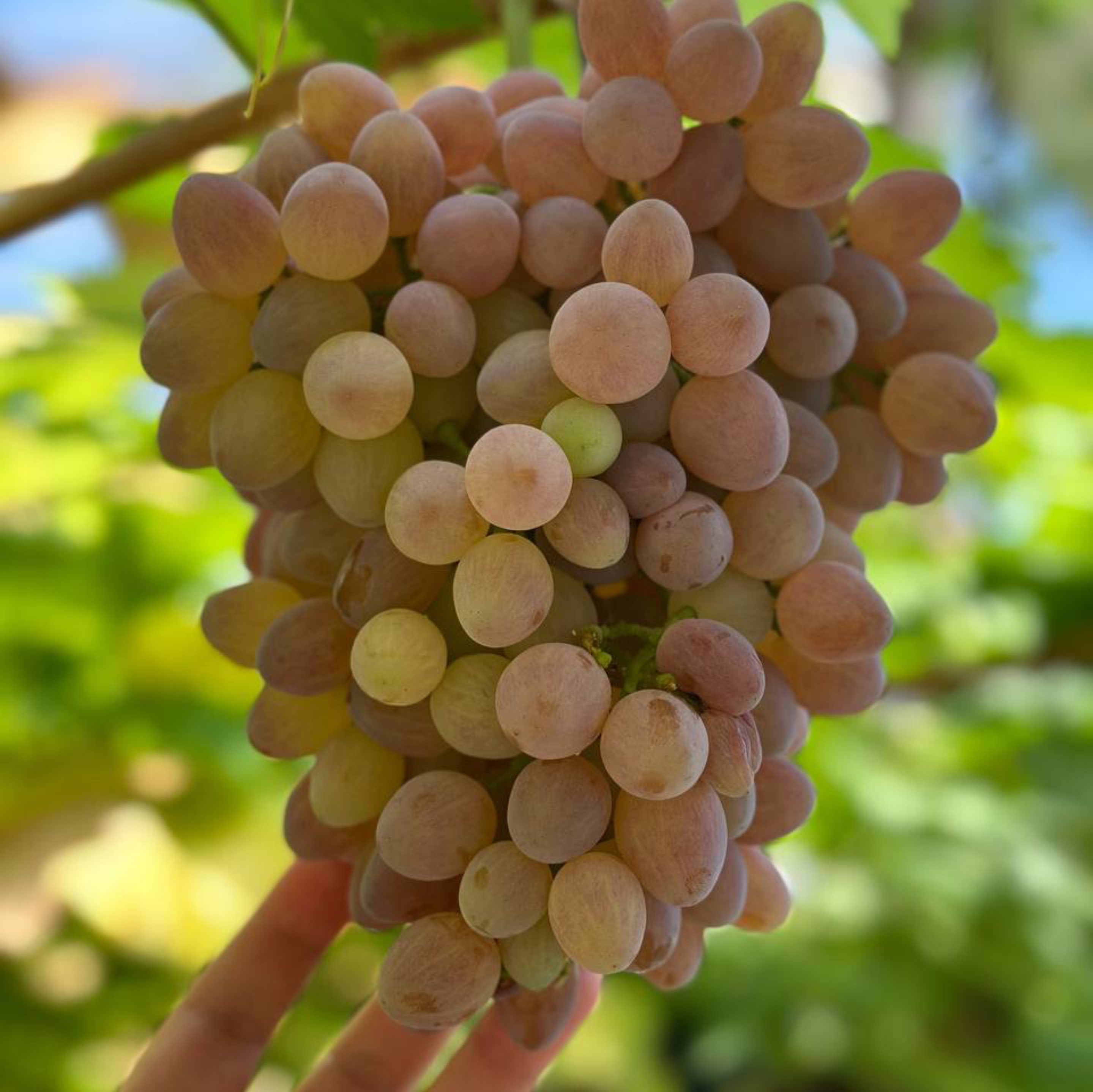 Иконка канала Виноградный питомник в Апшеронске