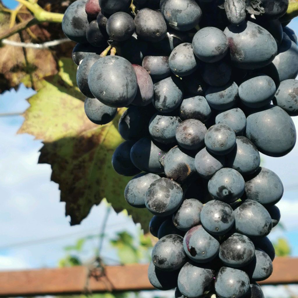 Иконка канала Красная Воля