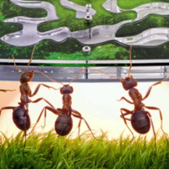 Иконка канала Ant_top