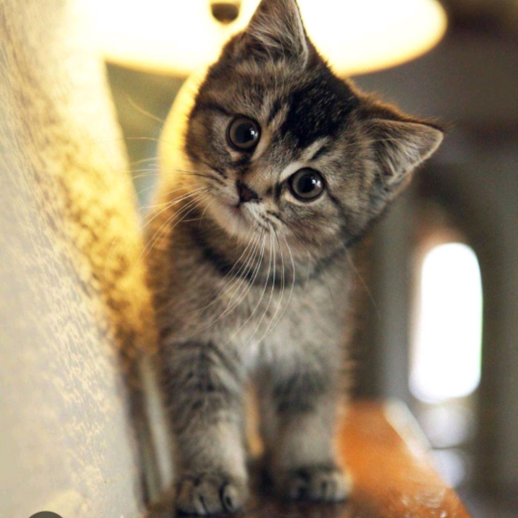 Иконка канала 🩷Лика fox💛