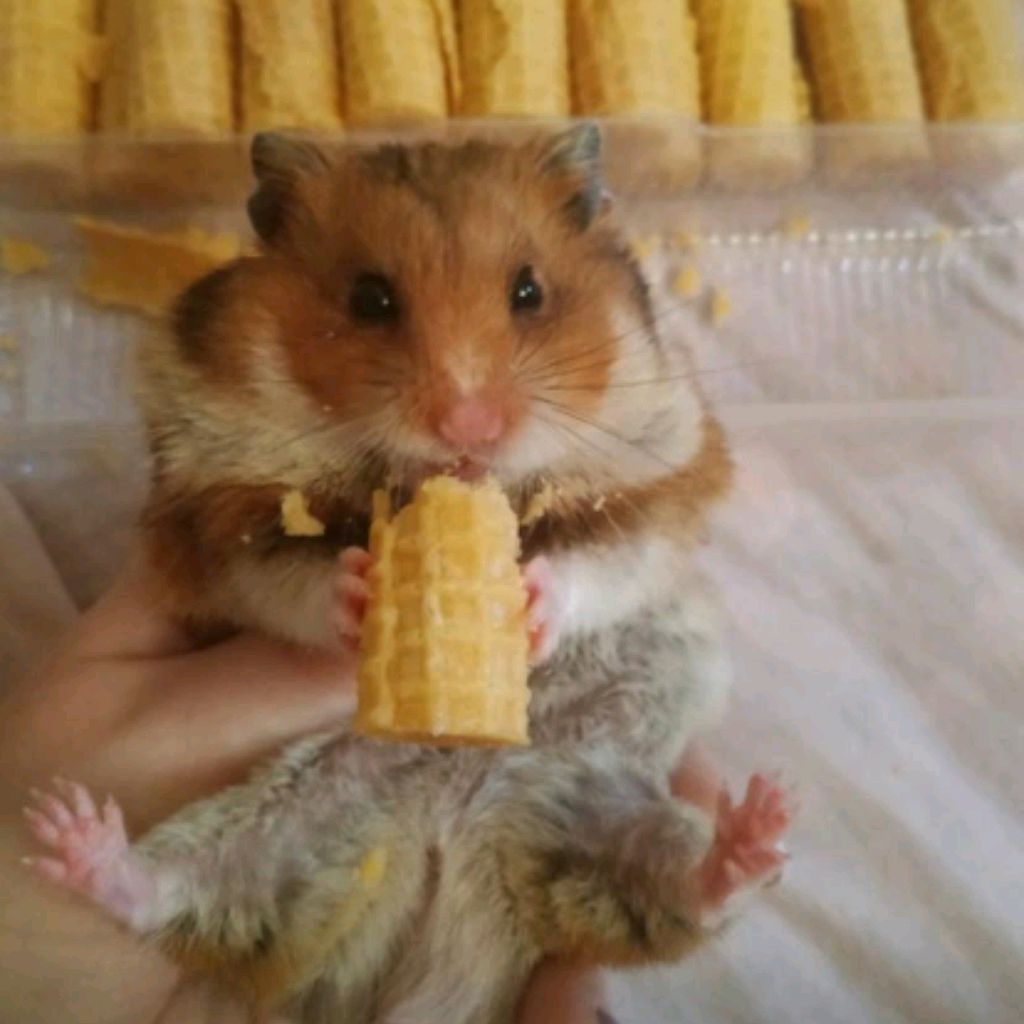 Иконка канала Мои Животные