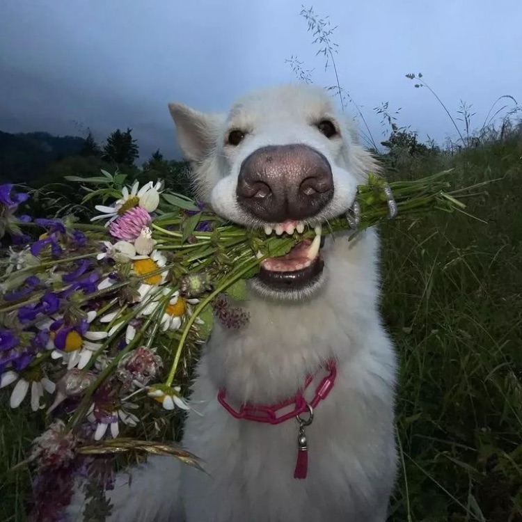 Иконка канала Мурлык и Рык - Мягкие и Громкие