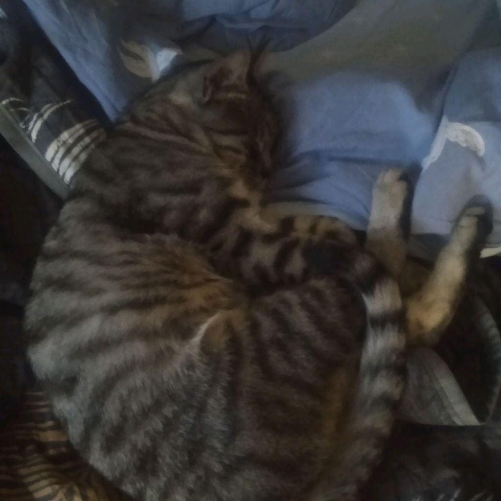 Иконка канала Тока cat😺❤️