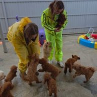 Иконка канала Pitomnikmoscow