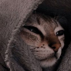 Иконка канала mariyameow