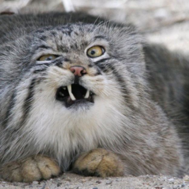 Иконка канала Fanatik_Sprunki