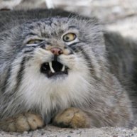 Иконка канала Fanatik_Sprunki